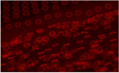 Synthetic Red Blood Cell [IMAGE] | EurekAlert! Science News Releases
