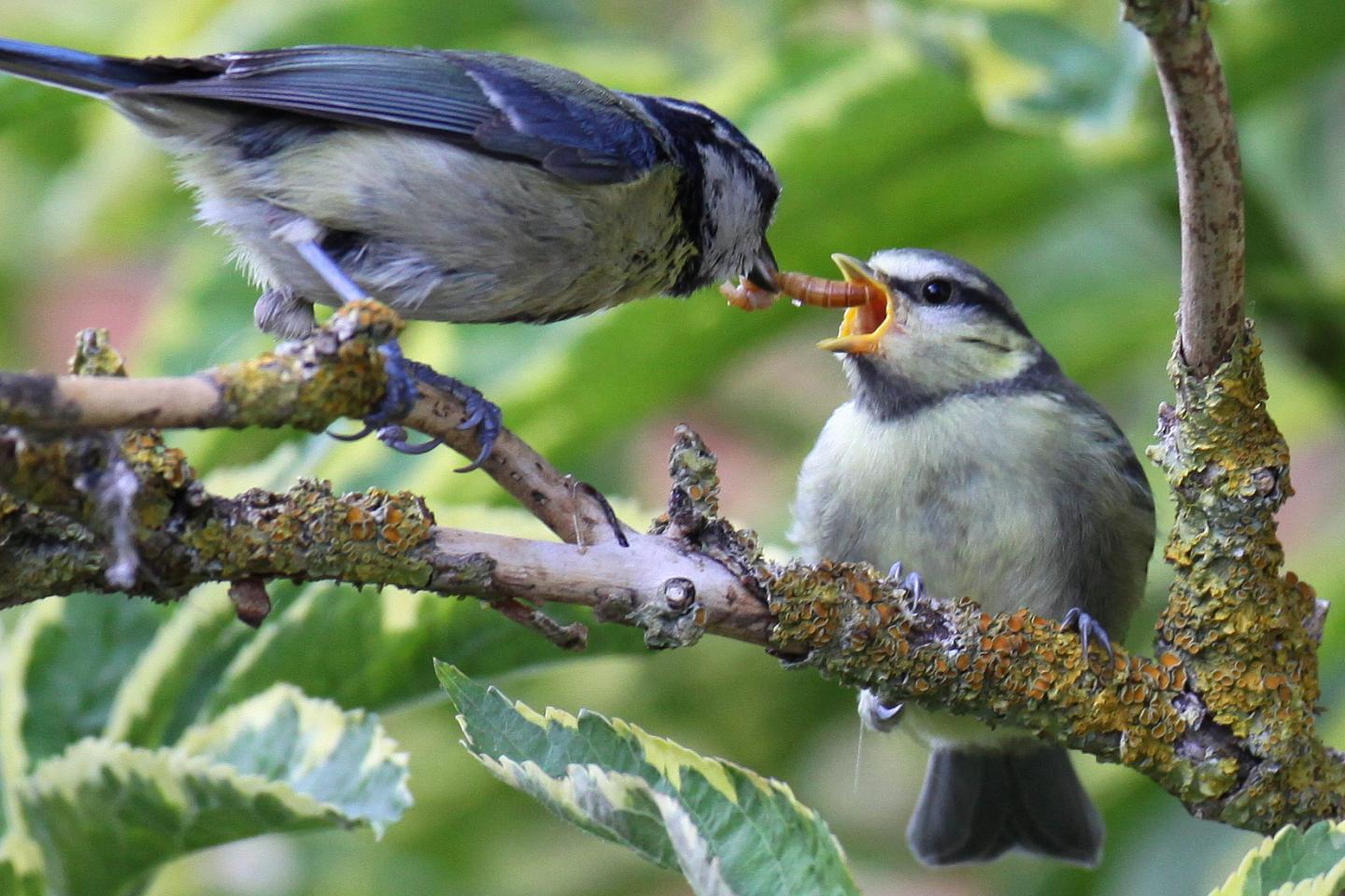 Insectivorous birds consume annually as much | EurekAlert!