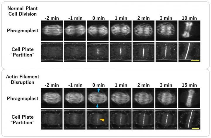 Changes in the Phragmoplast an [IMAGE] | EurekAlert! Science News Releases