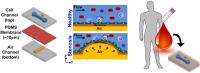 An organ-on-a-chip device that models heart d | EurekAlert!