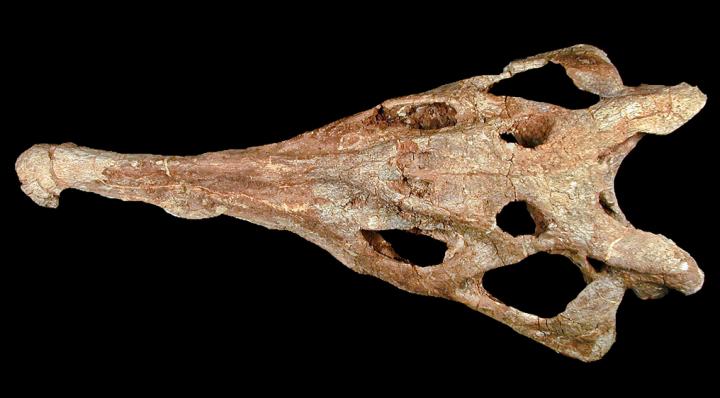 reptile skull [IMAGE] | EurekAlert! Science News Releases