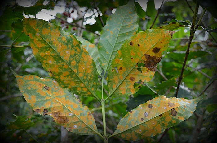 Coffee rust [IMAGE] | EurekAlert! Science News Releases