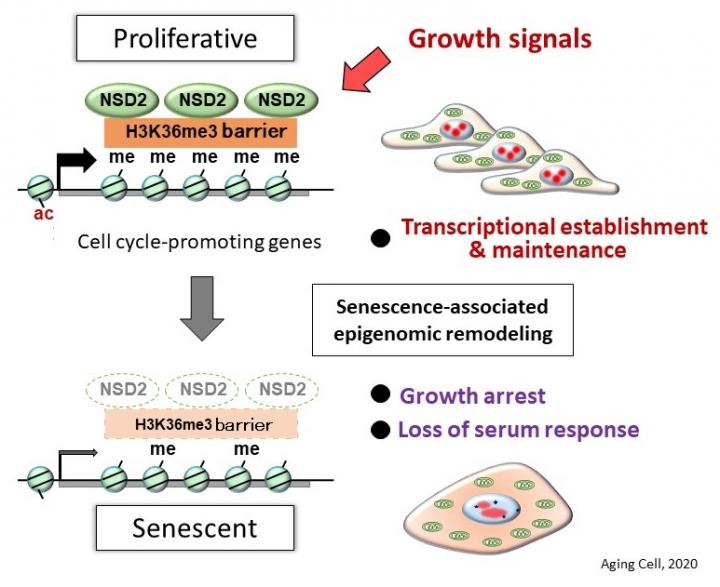 NSD2 Shapes the Program of Cel [IMAGE] | EurekAlert! Science News Releases
