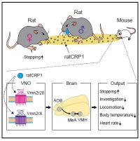 Mice 'eavesdrop' on rats' tear signal | EurekAlert!
