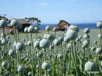 Opium Poppy Provides Recipe for Anti-Cancer A | EurekAlert!