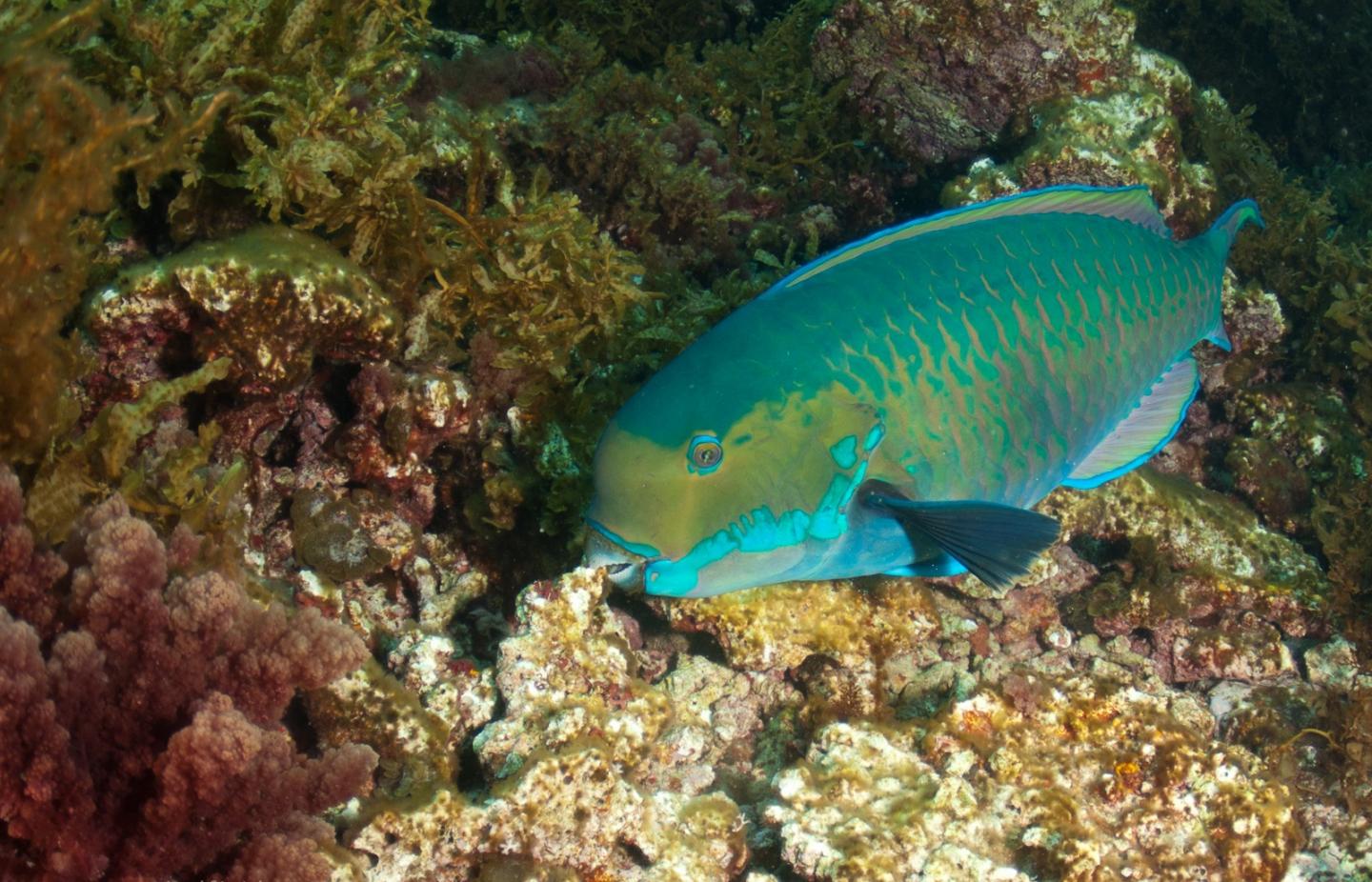 Parrotfish (2 of 3) [IMAGE] | EurekAlert! Science News Releases