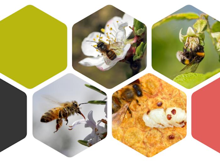 One step closer to healthy bee populations: T | EurekAlert!