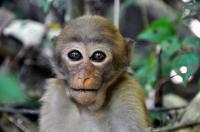 More Play Equals Better Motor Skills, But Les | EurekAlert!