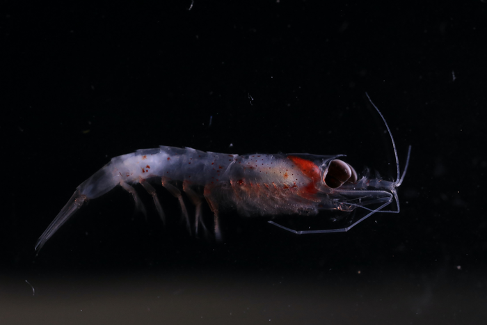 Cover Image krill spp 2 [IMAGE] | EurekAlert! Science News Releases