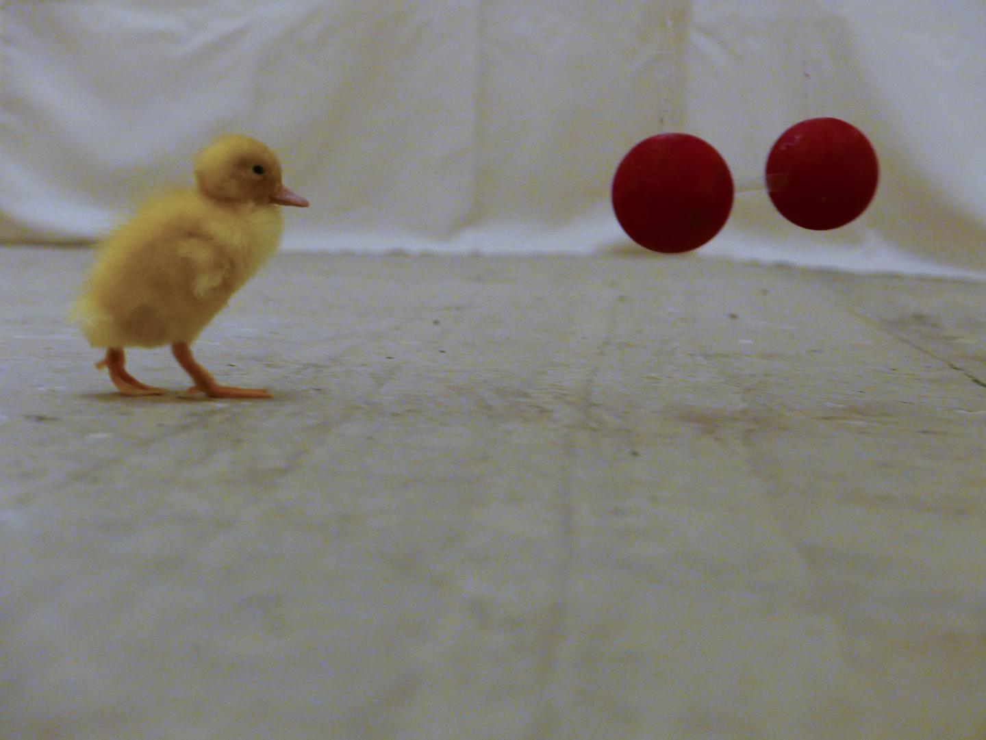 Make Way for Ducklings; They're Smarter Than | EurekAlert!
