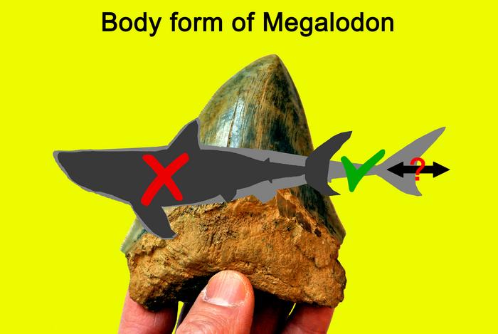 Slender shark: Study finds Megalodon was not | EurekAlert!