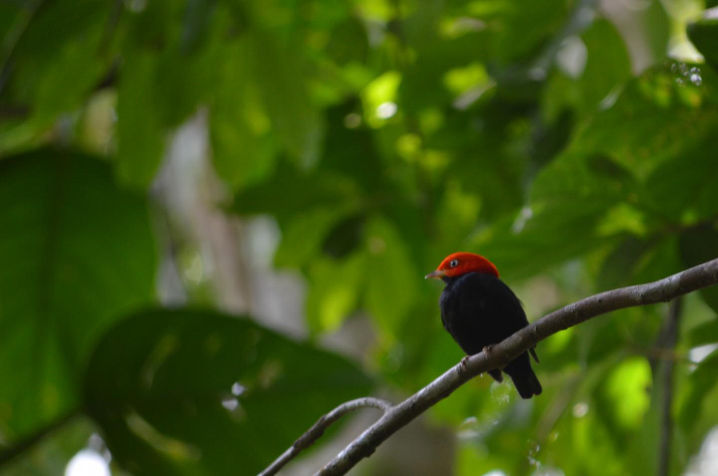 Red-capped Manakin [IMAGE] | EurekAlert! Science News Releases