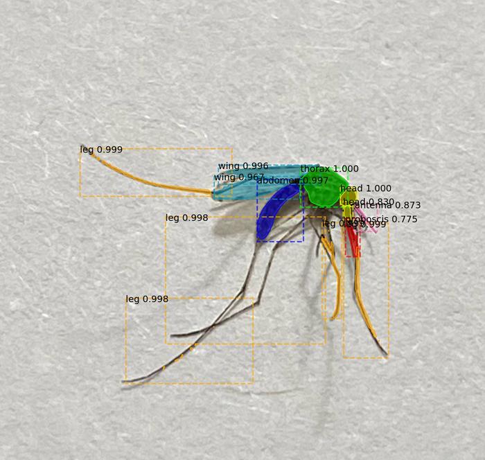 Mosquito anatomy [IMAGE] | EurekAlert! Science News Releases