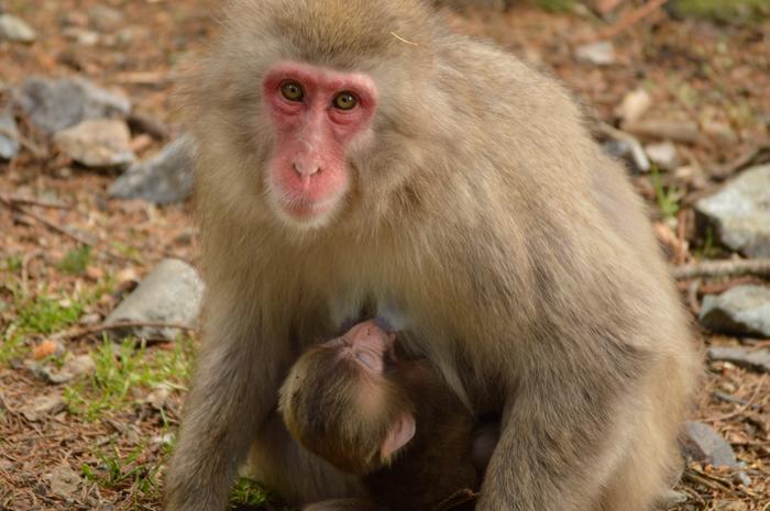 A female Japanese macaque nurs [IMAGE] | EurekAlert! Science News Releases