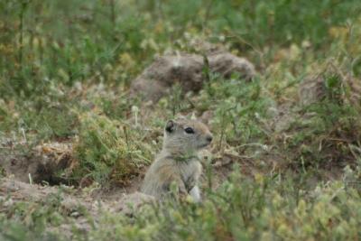 Belding's Ground Squirrel [IMAGE] | EurekAlert! Science News Releases