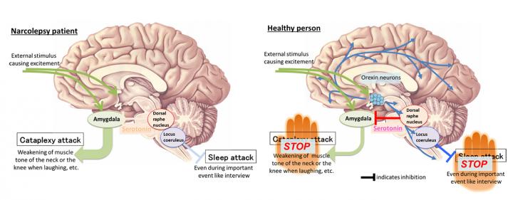 Figure 1. Cataplexy-Inhibiting [IMAGE] | EurekAlert! Science News Releases