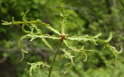 Study explores effects of herbicide drift on | EurekAlert!