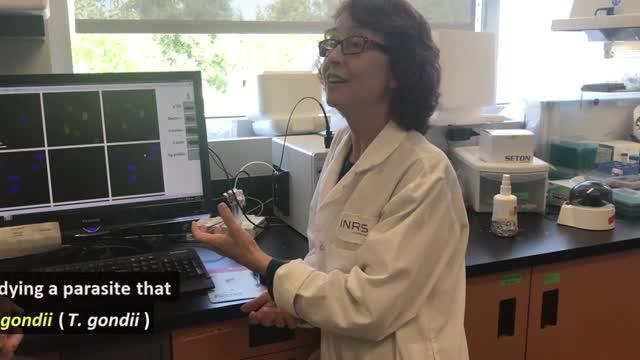 Toxoplasmosis: Preventing mother-to-child tra | EurekAlert!