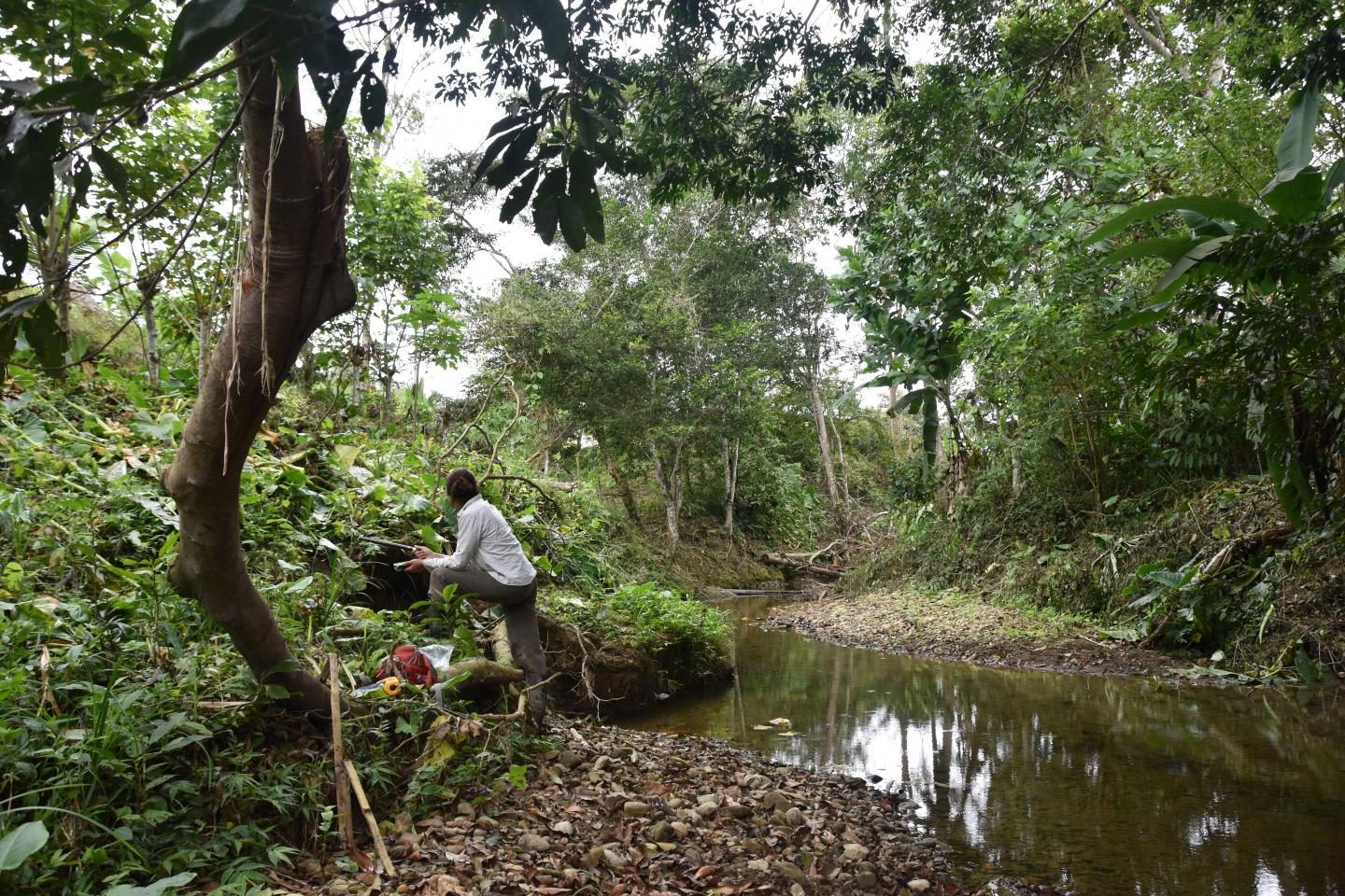 The 'Paradox' of Poisonous Frog Resistance ag | EurekAlert!