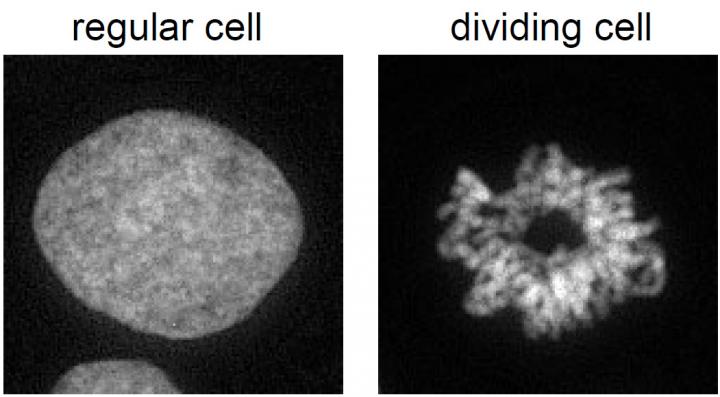 How does a cell maintain its identity during | EurekAlert!