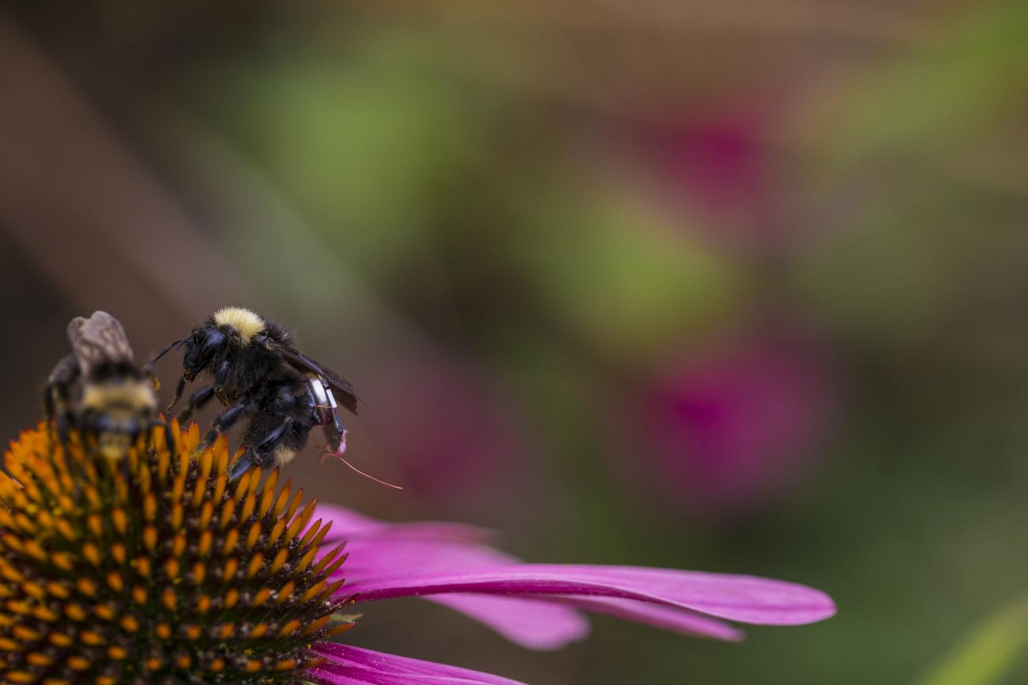 Bees on a Flower [IMAGE] | EurekAlert! Science News Releases