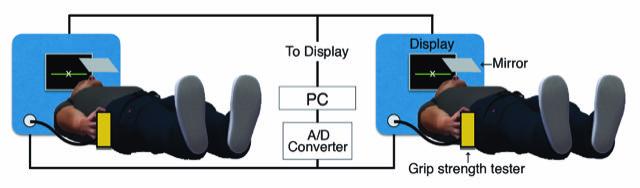 Functional MRI (fMRI) [IMAGE] | EurekAlert! Science News Releases