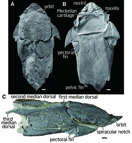 Qilinyu Rostrata [IMAGE] | EurekAlert! Science News Releases
