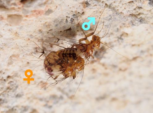 Neotrogla During Copula [IMAGE] | EurekAlert! Science News Releases