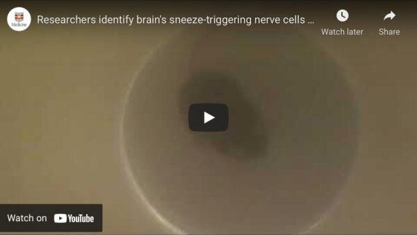 Sneezing mouse screen capture [IMAGE] | EurekAlert! Science News Releases