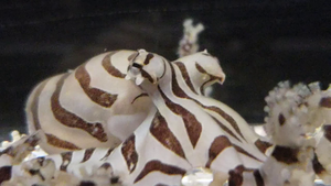 MBL team succeeds in culturing the pygmy zebr | EurekAlert!