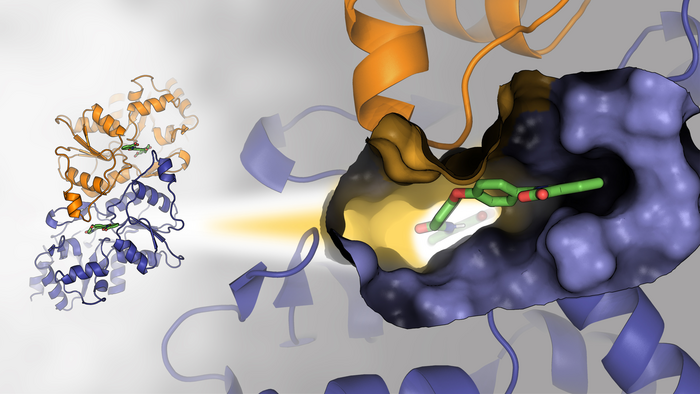 Phosphoglycolate Phosphatase [IMAGE] | EurekAlert! Science News Releases