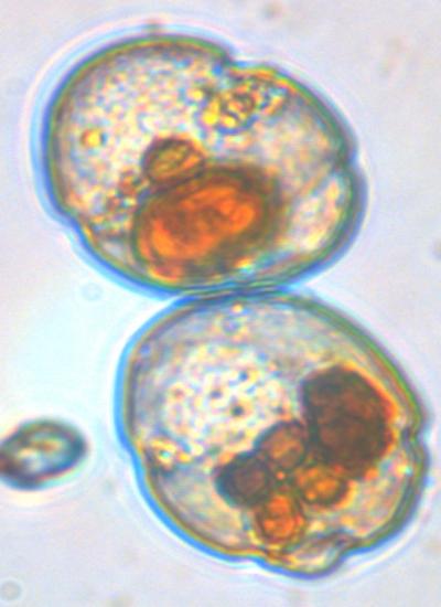 Researchers monitor 'red tides' in Chesapeake | EurekAlert!