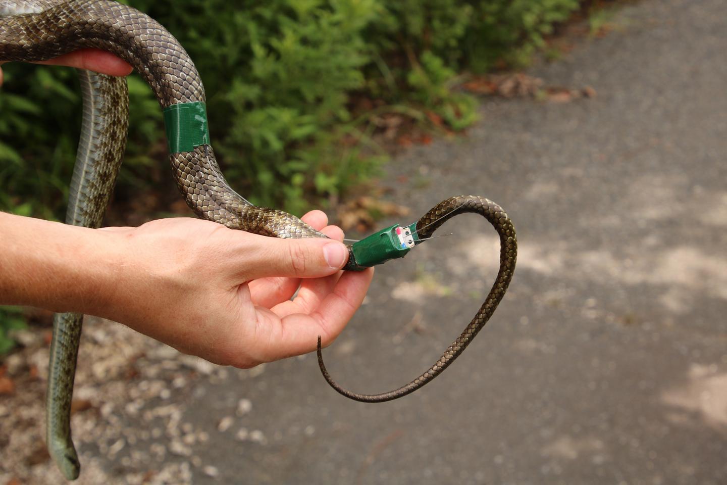 Rat snake gps [IMAGE] | EurekAlert! Science News Releases