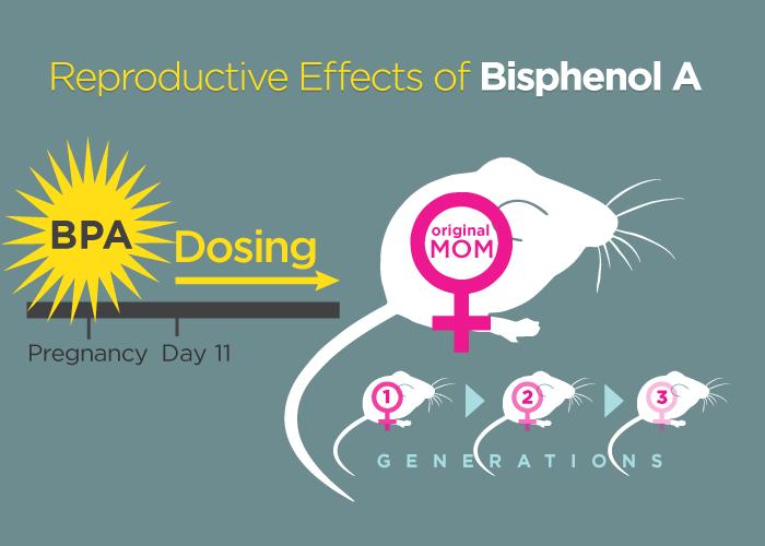 BPA Exposure Affects 3 Generat [IMAGE] | EurekAlert! Science News Releases
