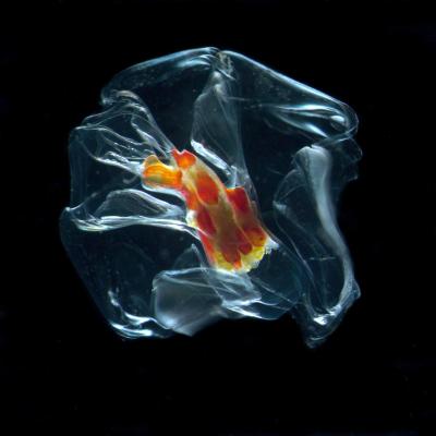 Colonial Siphonophore [IMAGE] | EurekAlert! Science News Releases