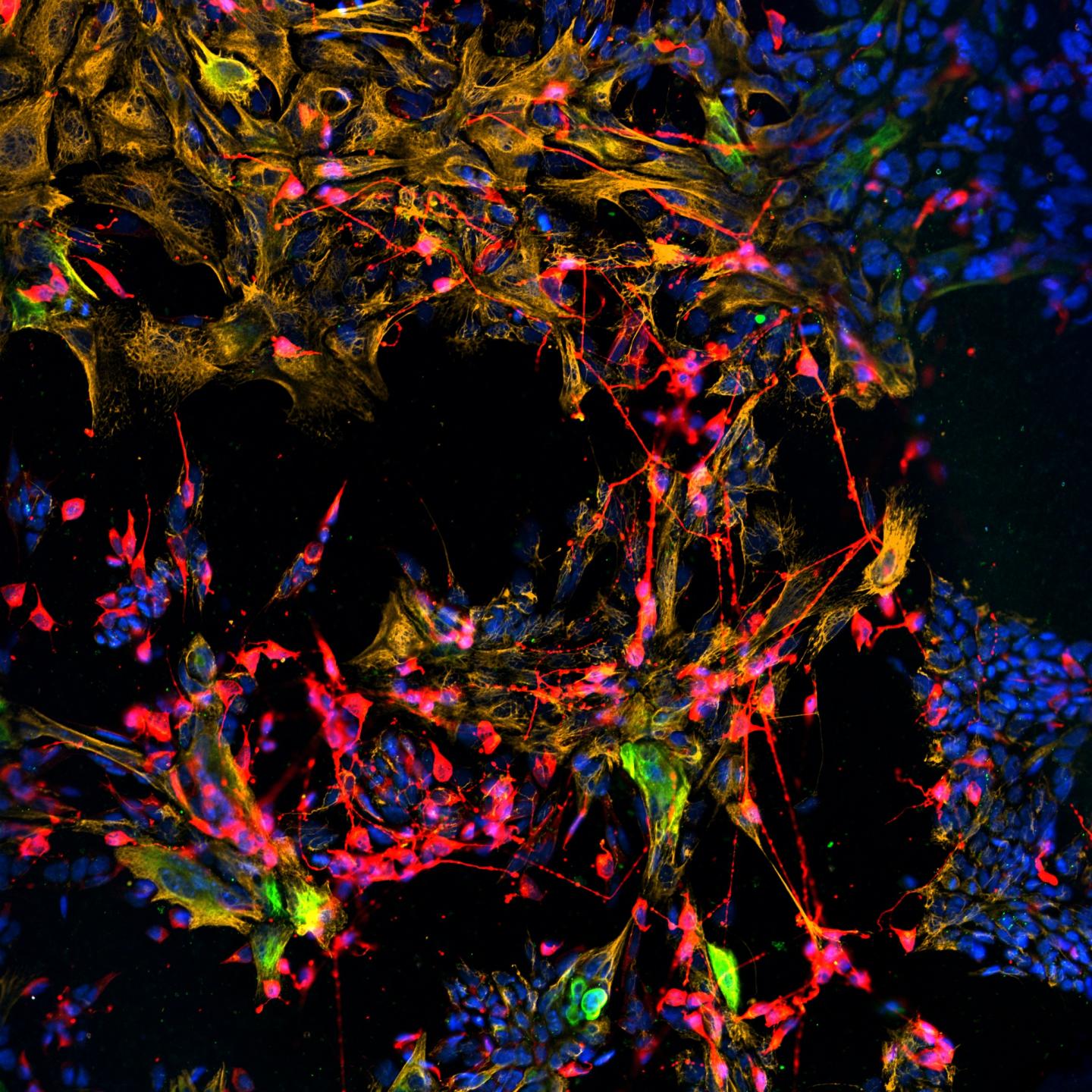 Lab-Grown Nose Cells [IMAGE] | EurekAlert! Science News Releases