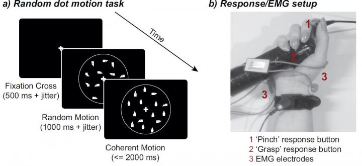 Speed-accuracy tradeoff turns up gain in the | EurekAlert!