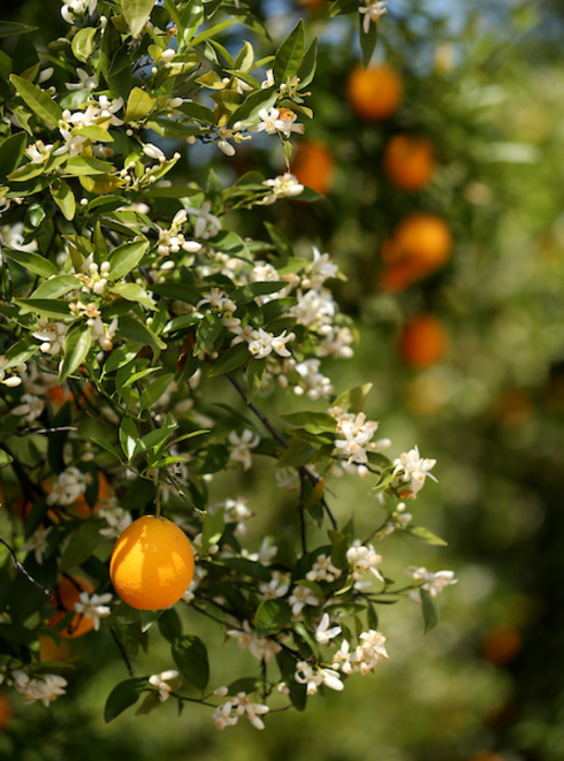 Orange tree blooming [IMAGE] | EurekAlert! Science News Releases