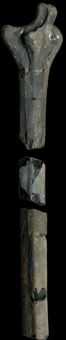 Wing bone [IMAGE] | EurekAlert! Science News Releases