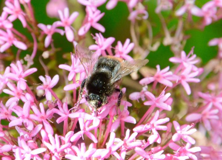 Climate Change: Compressing the Bumblebee Hom | EurekAlert!