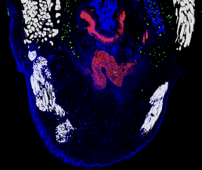 Lizard tail [IMAGE] | EurekAlert! Science News Releases