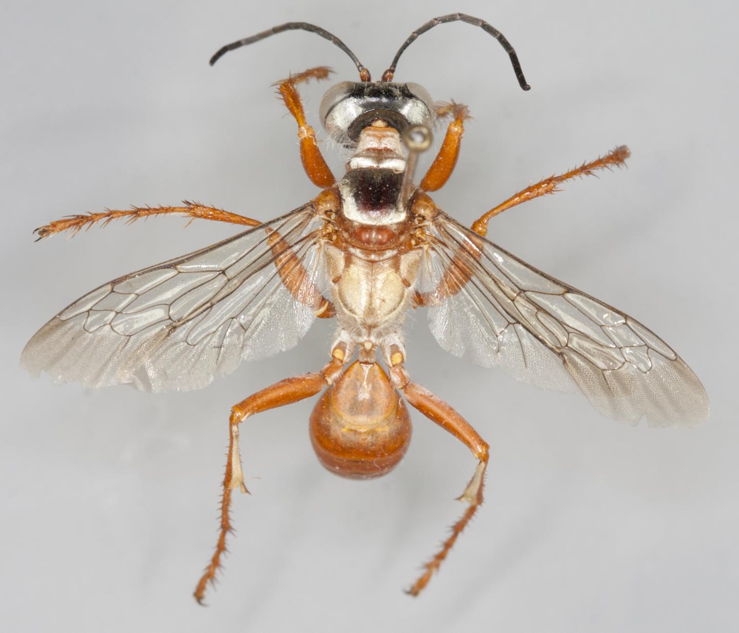 Diggers from down under: 11 new wasp species | EurekAlert!
