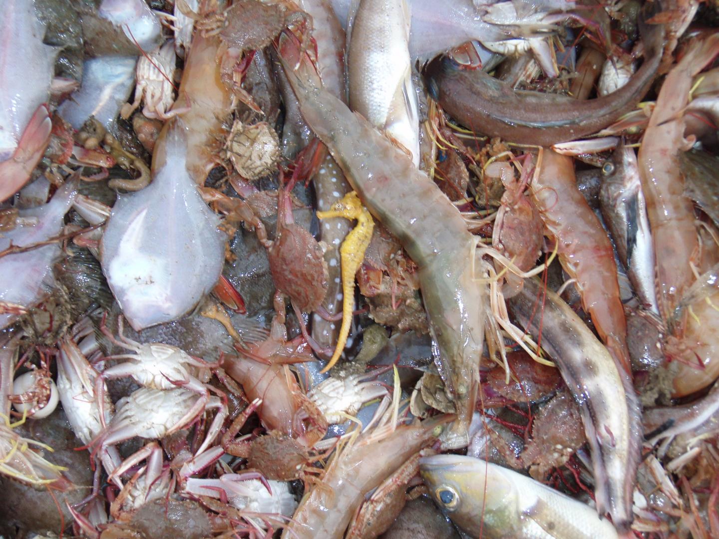 Bottom Trawling Bycatch