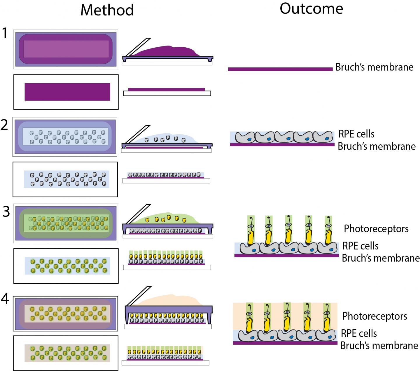Screen Printing a Retina Organ [IMAGE] | EurekAlert! Science News Releases