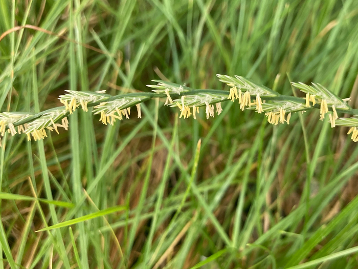 Lolium perenne [IMAGE] | EurekAlert! Science News Releases