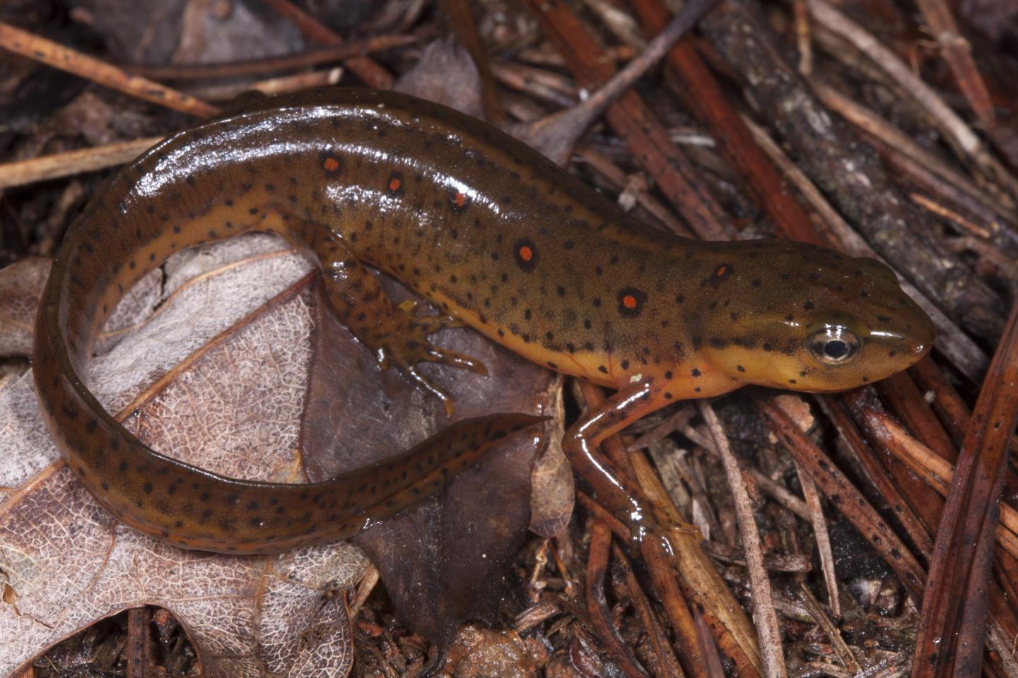 NSF awards UTIA faculty grant to study fungal | EurekAlert!