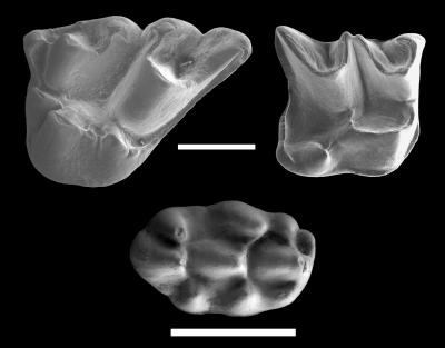 Holotypes [IMAGE] | EurekAlert! Science News Releases