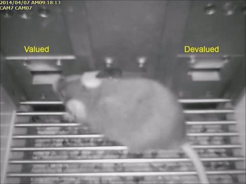 Why you can't teach an old mouse new tricks | EurekAlert!