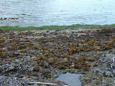 Mollusk | EurekAlert!