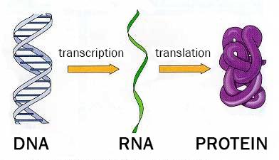 Transmission of Hereditary Inf [IMAGE] | EurekAlert! Science News Releases